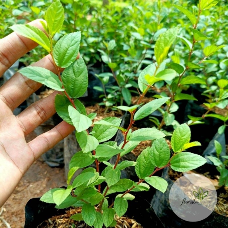 Jual Tanaman Herbal Daun Bidara Arab (Pengusir Setan) | Shopee Indonesia