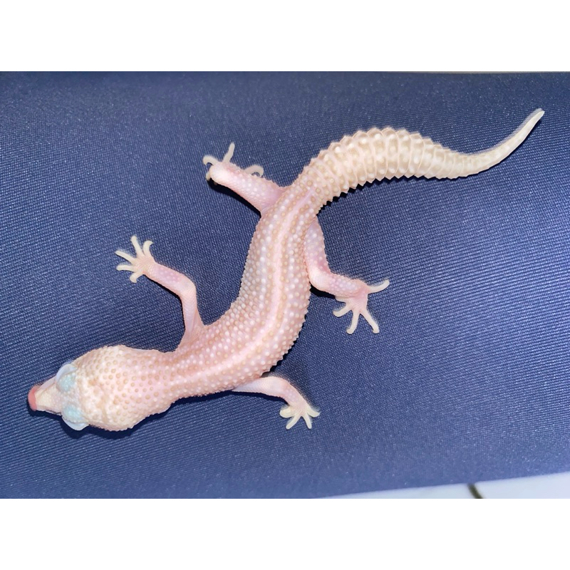 Jual mainan anak Leopard Gecko -tokek pakistan Eublepharis Macularius ...