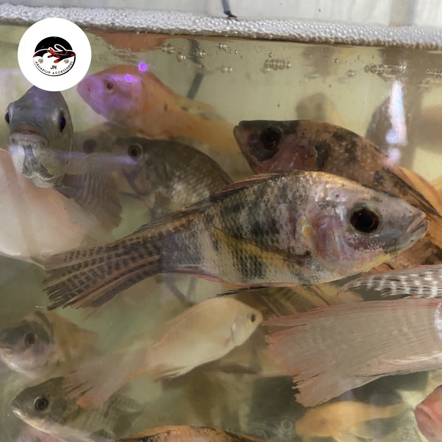 Jual Ikan Hias Nila Slayer Uk -+ 12cm Ikan Air Tawar Aquarium Kolam ...