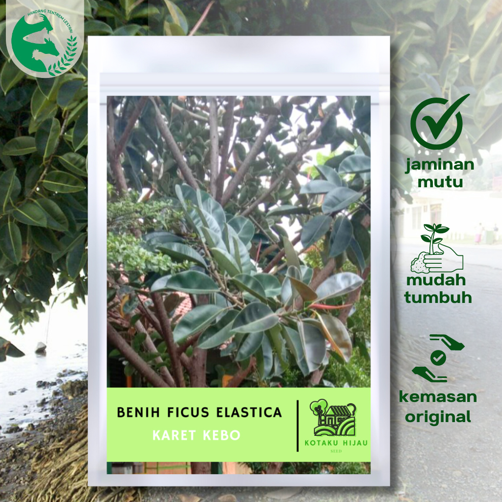 Jual Benih Ficus Elastica Karet Kebo KOTAKU HIJAU 400 Biji Lebih | Shopee Indonesia