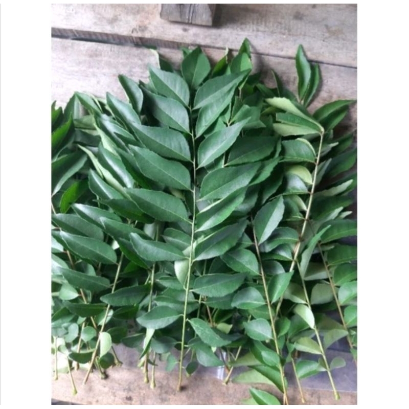 Jual 10 tangkai daun salam Koja daun kari daun rempah | Shopee Indonesia