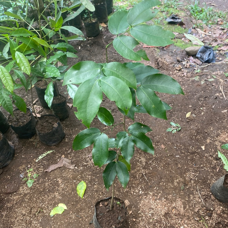 Jual Bibit Pohon Merbau - Tanaman kayu Merbau - Pohon Intsia | Shopee ...