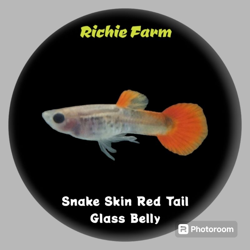 Jual Guppy snake skin red tail glass belly ( SSRTGB ) blonde | Shopee ...