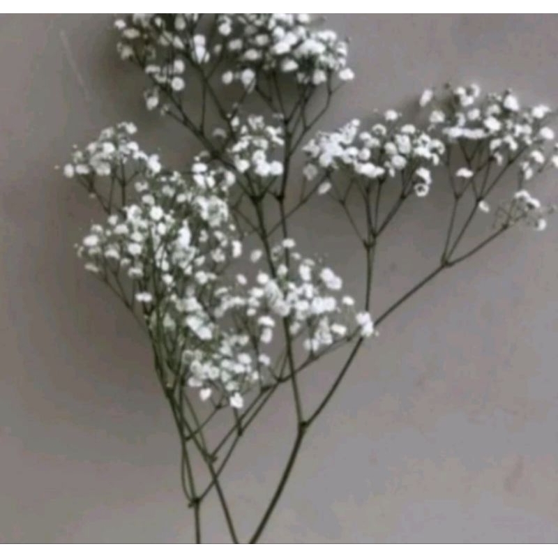 Jual Bunga baby breath impor | Shopee Indonesia