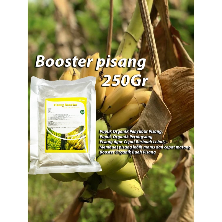 Jual Pupuk Organik Penyubur Pisang,Pupuk Organik Perangsang Pisang Agar Cepat Berbuah Lebat ...
