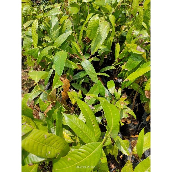 Jual Bibit Pohon Gandaria Tanaman Buah Jatake Langka Lokal | Shopee ...