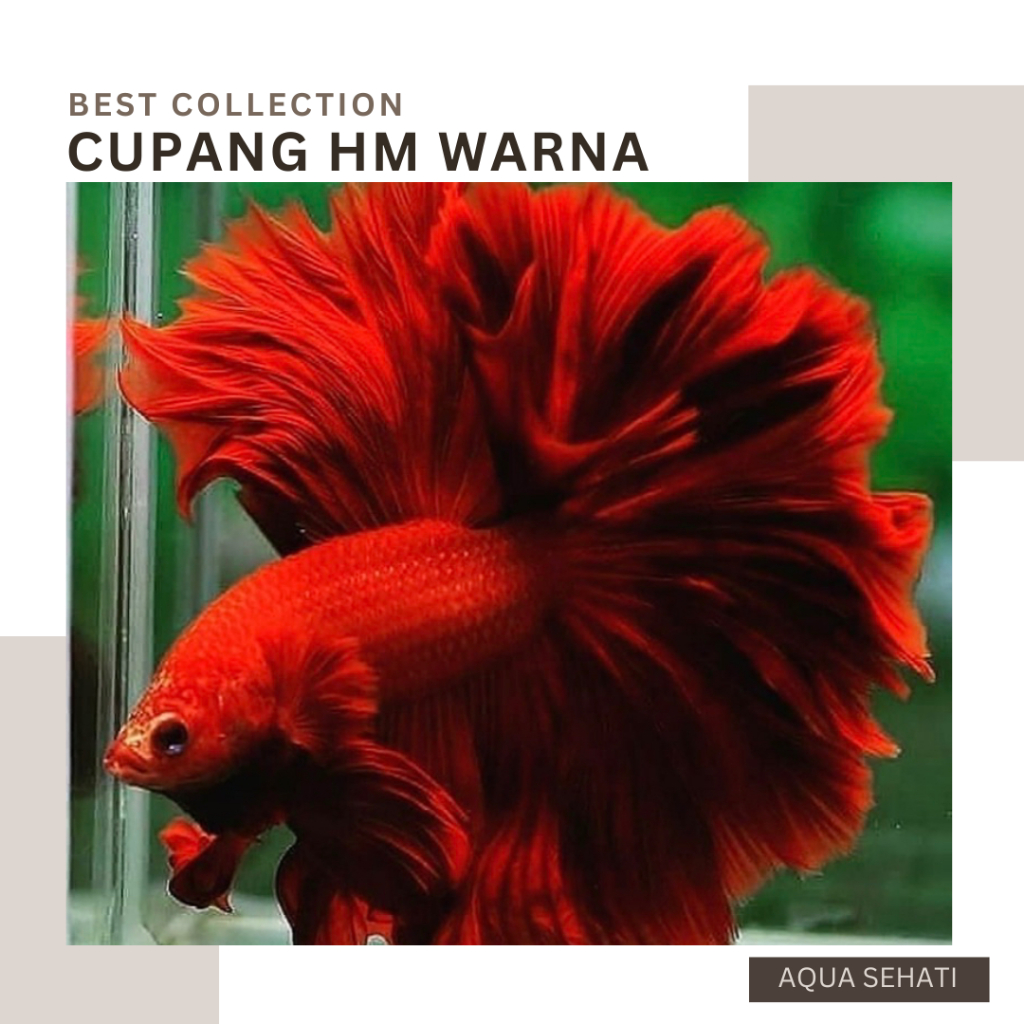 Jual BELI 3 BONUS 1 - IKAN CUPANG HM HALFMOON / CT SISIR CROWNTAIL ...