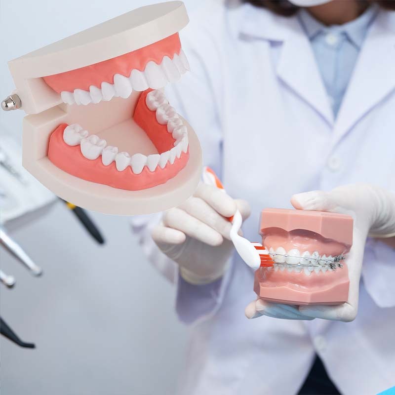 Jual Model Study Gigi Abs Phantom Gigi Lepasan Model Gigi Palsu ...