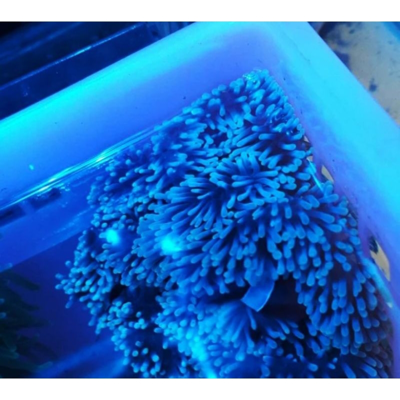 Jual anemon nemo anemon karpet rumah nemo | Shopee Indonesia