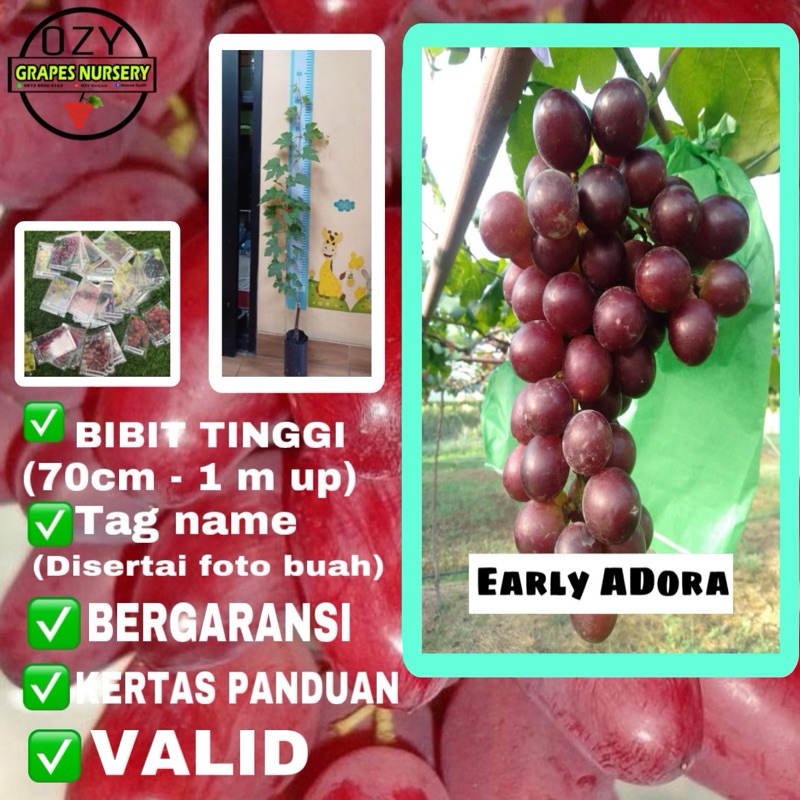 Jual BIBIT ANGGUR IMPOR EARLY ADORA SEEDLES Tanpa biji , manis dan ...
