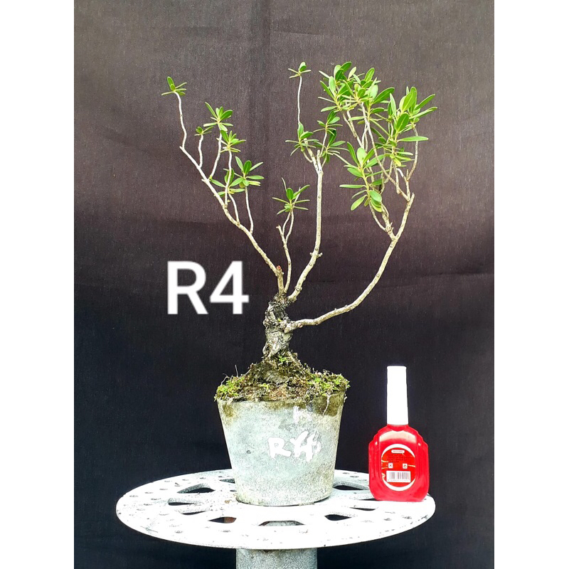 Jual Santigi R4 | Shopee Indonesia