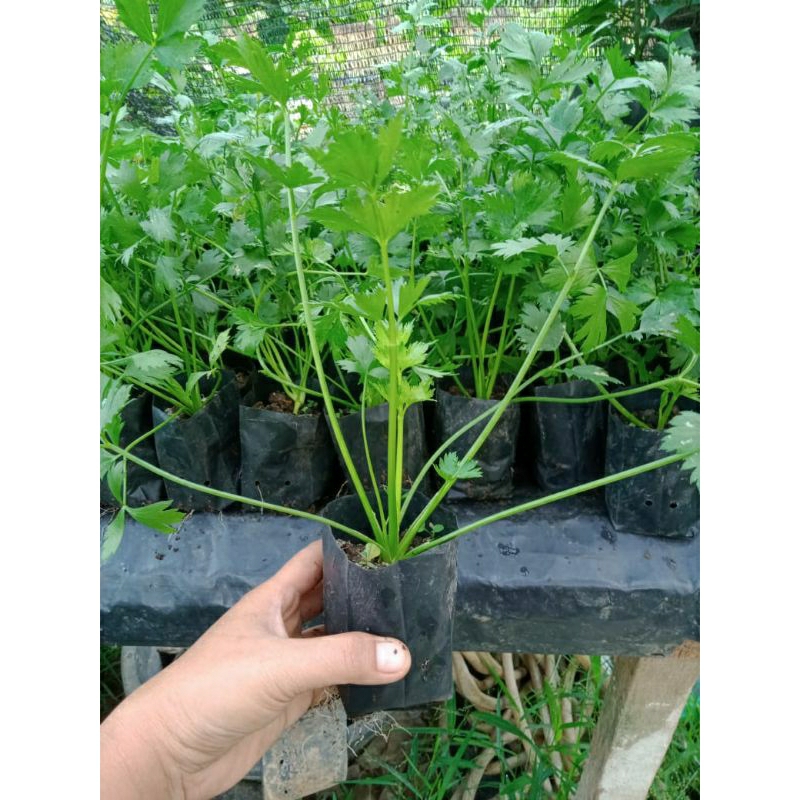 Jual (COD)TANAMAN SELEDRI | DAUN SOP | Shopee Indonesia