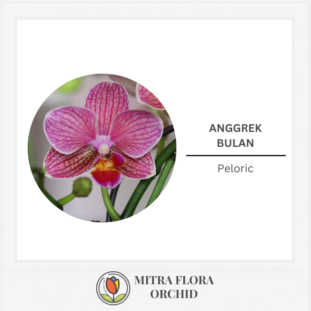 Jual Anggrek Bulan Mini Strip Ungu (Peloric) | Shopee Indonesia