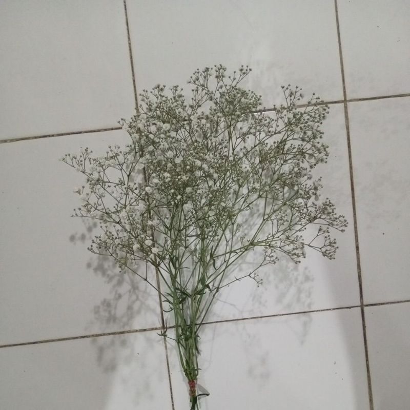 Jual bunga potong baby breath putih | Shopee Indonesia