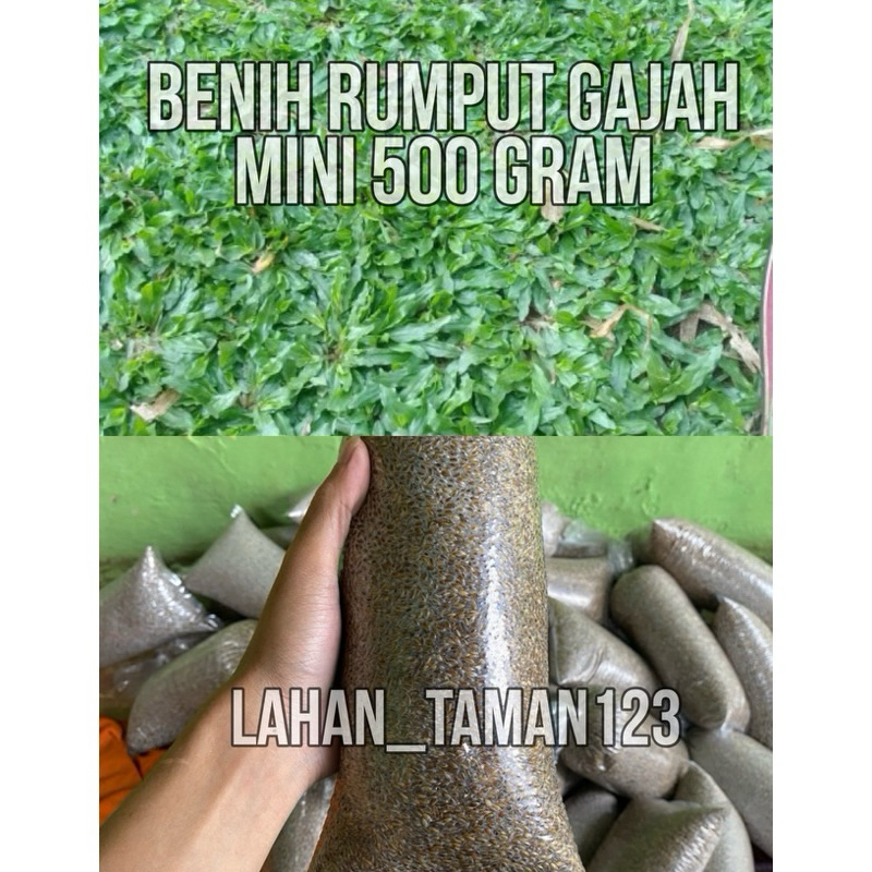 Jual Benih / Bibit Rumput Gajah mini - biji rumput gajah mini 500 gram ...