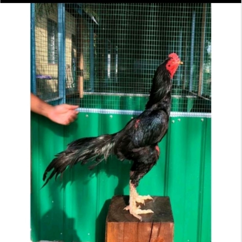 Jual Telur Ayam Bangkok Pakhoy Blackbul Ayam Hias Hanya untuk ...
