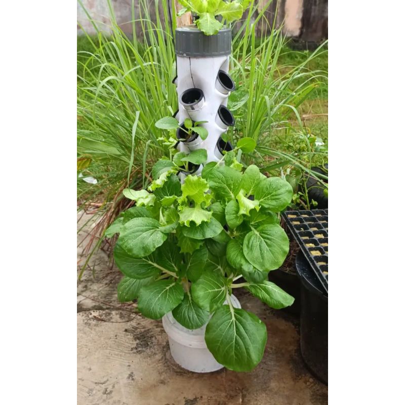 Jual READY STOCK paket lengkap vertikal hidroponik//HIDROPONIK SET siap ...