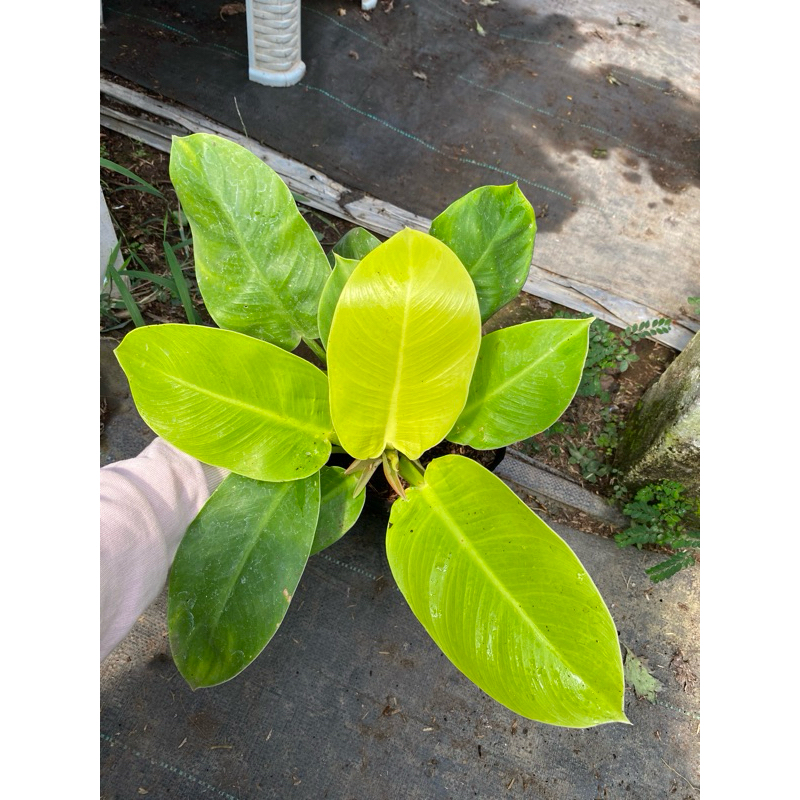 Jual philo moonlight - tanaman hias - tanaman murah | Shopee Indonesia