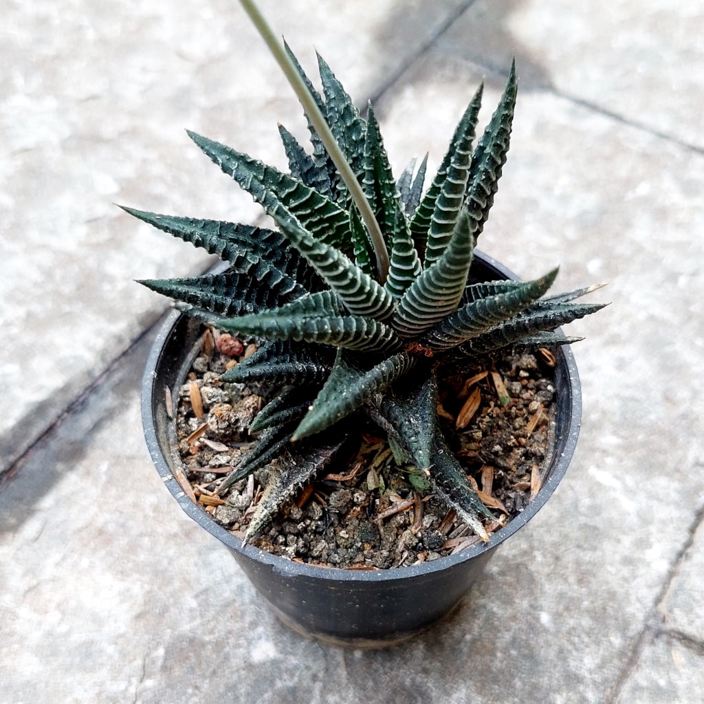 Jual tanaman hias sukulen mini haworthia sp + bonus pot 8 cm | Shopee ...