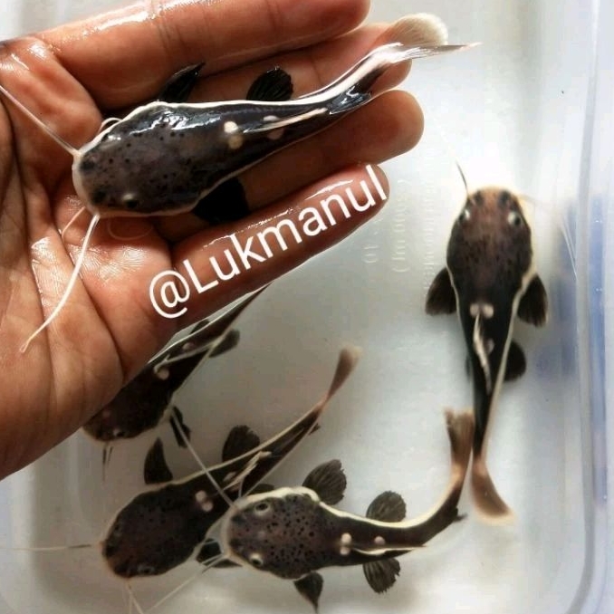 Jual Ikan Red Tail Catfish RTC | Shopee Indonesia