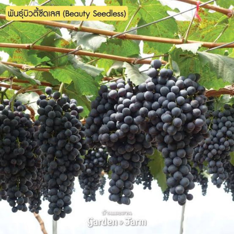 Jual Beauty Seedless indothai valid. | Shopee Indonesia