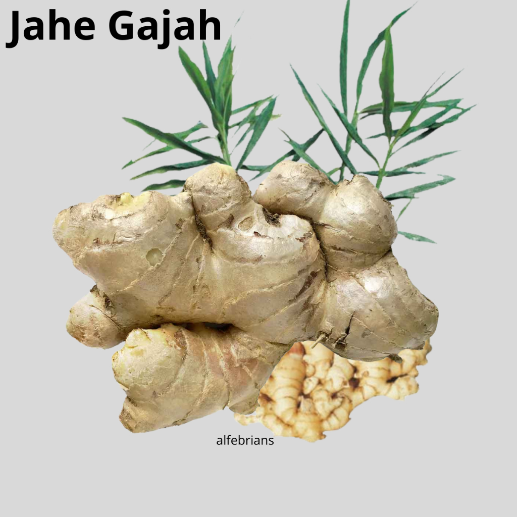 Jual Jahe Gajah Putih Segar Kualitas Super Size 1 Kg | Shopee Indonesia
