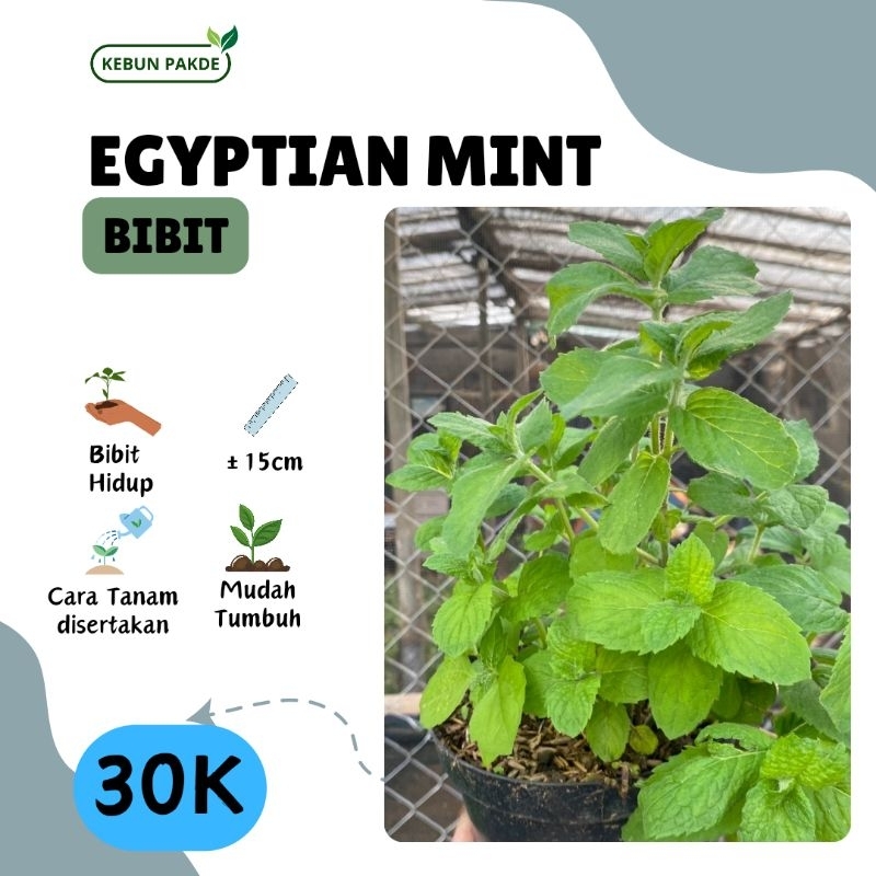 Jual Bibit Tanaman Daun Mint | Egyptian Mint | Siap Tanam | Shopee ...