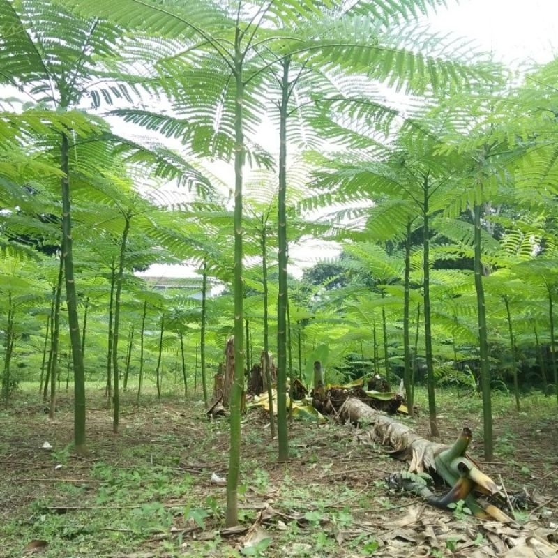 Jual Tanaman Pelindung Pohon Solobium (Pakis Brazil) Tanaman Solobium ...