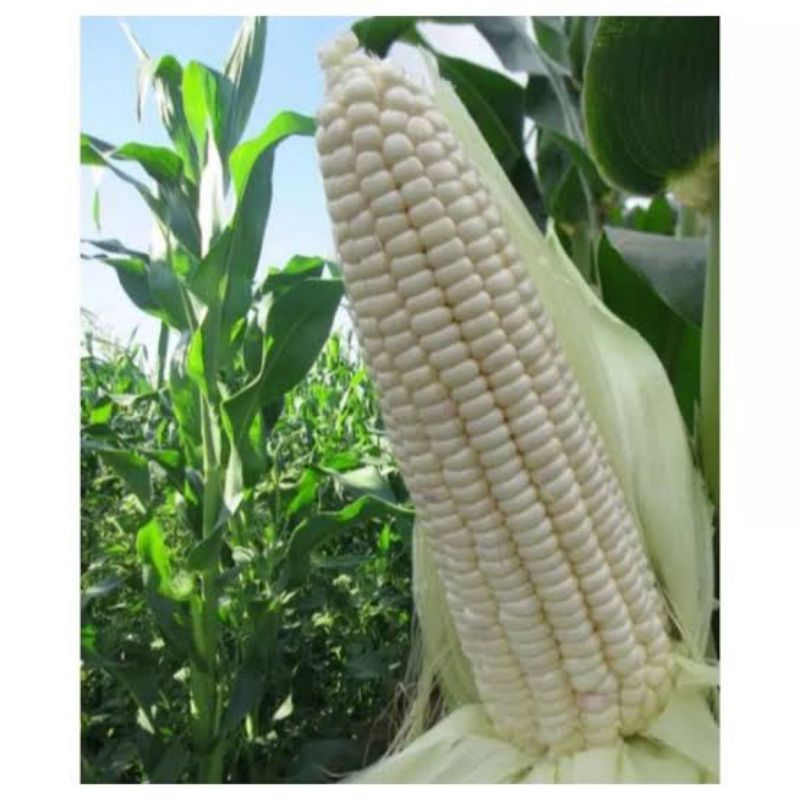 Jual jagung putih ketan pulut 1kg super cepat tumbuh | Shopee Indonesia