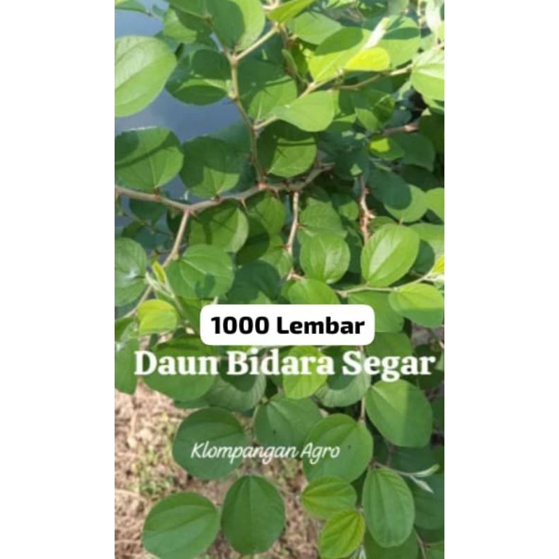 Jual 1000 Lembar Daun Bidara Segar | Shopee Indonesia