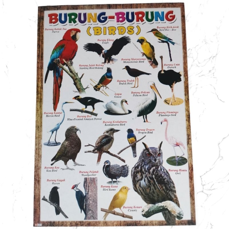 Jual Poster Edukasi Burung | Shopee Indonesia