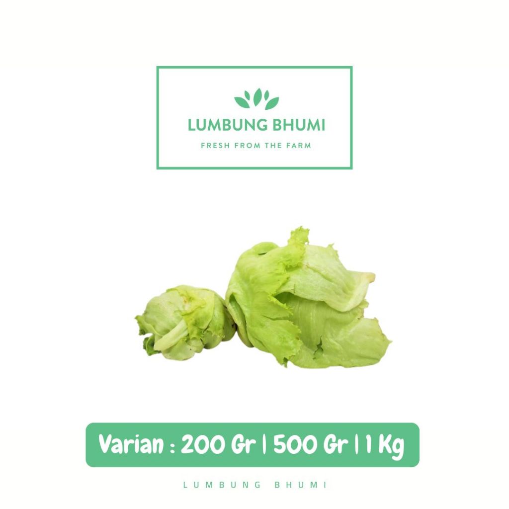 Jual Selada Lettuce Head Sayur - Lumbung Bhumi | Shopee Indonesia