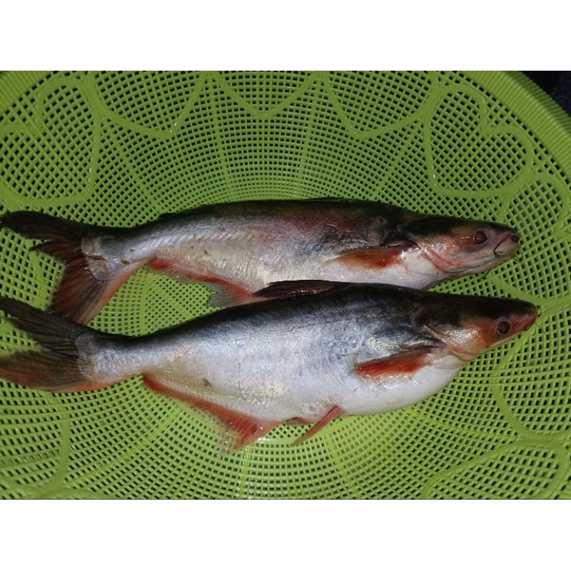Jual IKAN PATIN SIRIP MERAH FRESH 1KG (ISI 1 ATAU 2) | Shopee Indonesia