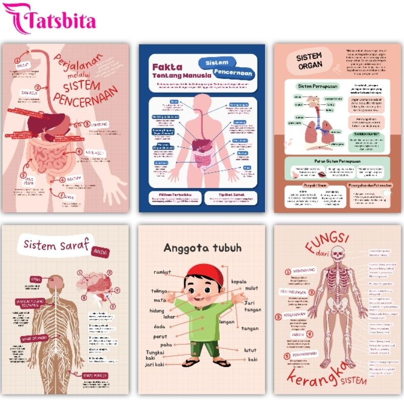 Jual TATSBITA Pajangan Hiasan Dinding Dekorasi Wall Decor Sistem Kerangka Manusia, Reproduksi ...