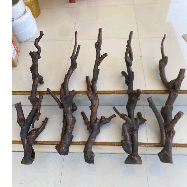 Jual Pohon/Batang Bunga untuk Hiasan Sudut Ruangan | Shopee Indonesia