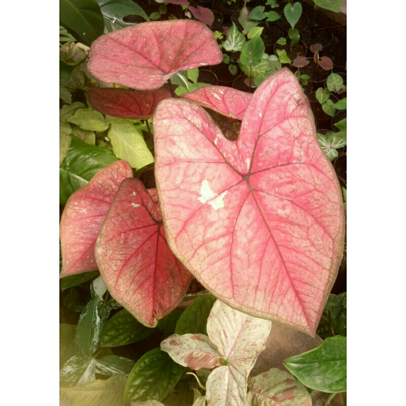 Jual Caladium/Keladi Pink Hybrid | Shopee Indonesia