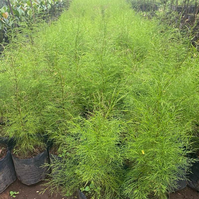 Jual Tanaman Cemara Balon - Bibit Cemara Balon - Pohon Casuarina ...