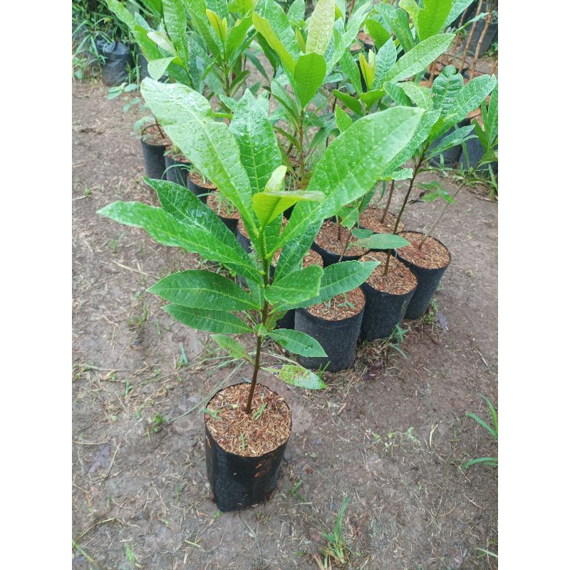 Jual Bibit jambu mete || jambu monyet | Shopee Indonesia