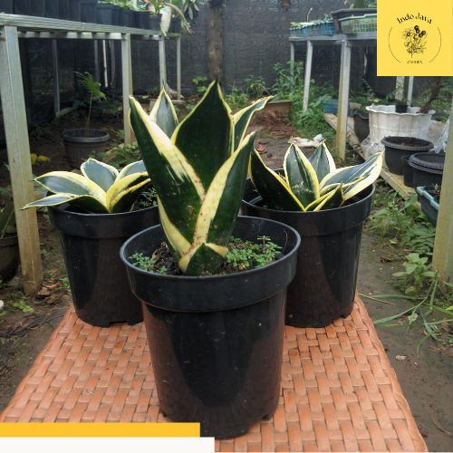 Jual Tanaman Hias - Bunga Ular/Lidah Mertua Sansevieria Trifasciata ...