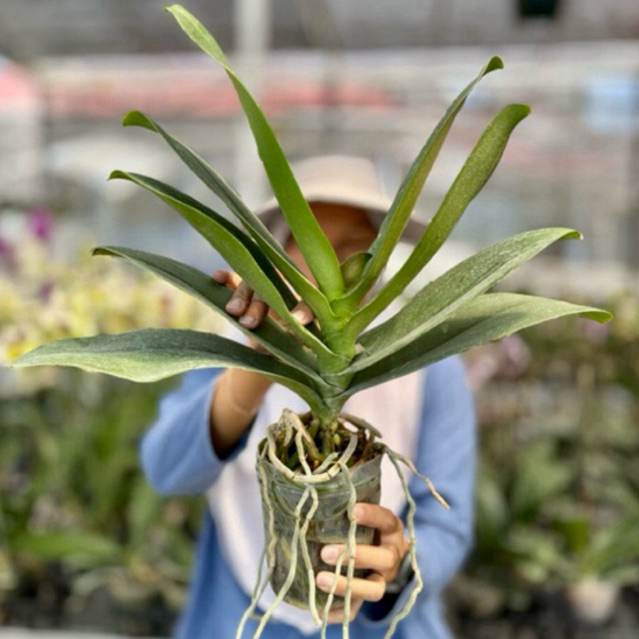 Jual ANGGREK BULAN JUMBO kondisi PASCA BUNGA | Shopee Indonesia
