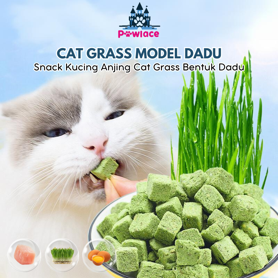 Jual Cat Grass Dadu - Snack Rumput Kucing - Cat Grass Premium Grass ...