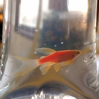 Jual Ikan Hias Zebra Sebra danio Slayer Ikan Air Tawar Aquarium ...