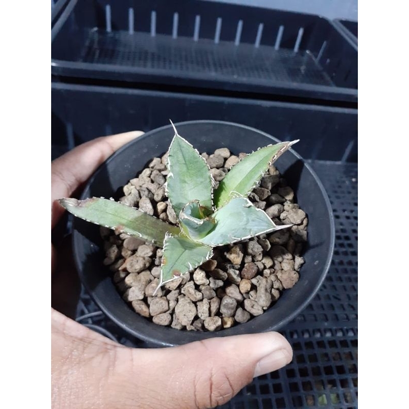 Jual Agave Titanota FO76 | Shopee Indonesia