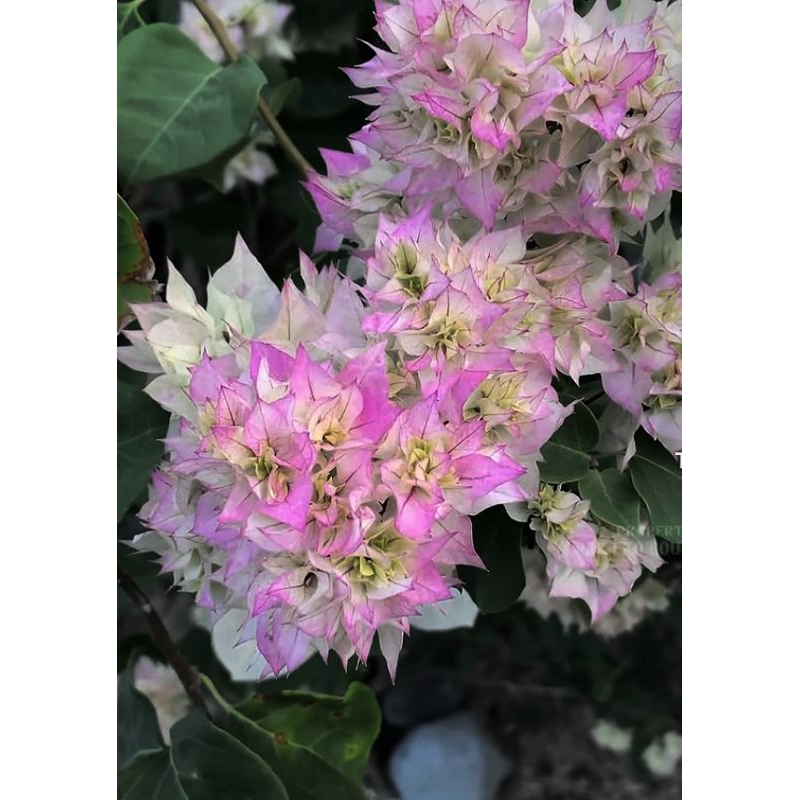 Jual Tanaman Hias Bougenville Hawai Cherry Blossom Shopee Indonesia