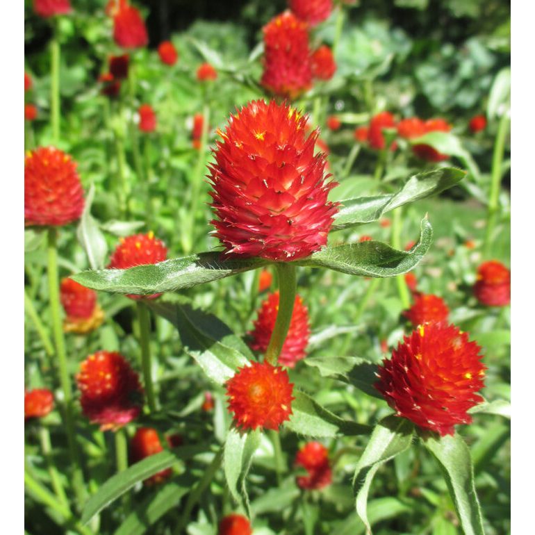 Jual Benih bunga kenop merah red gomphrena ratna kancing fresh seed ...
