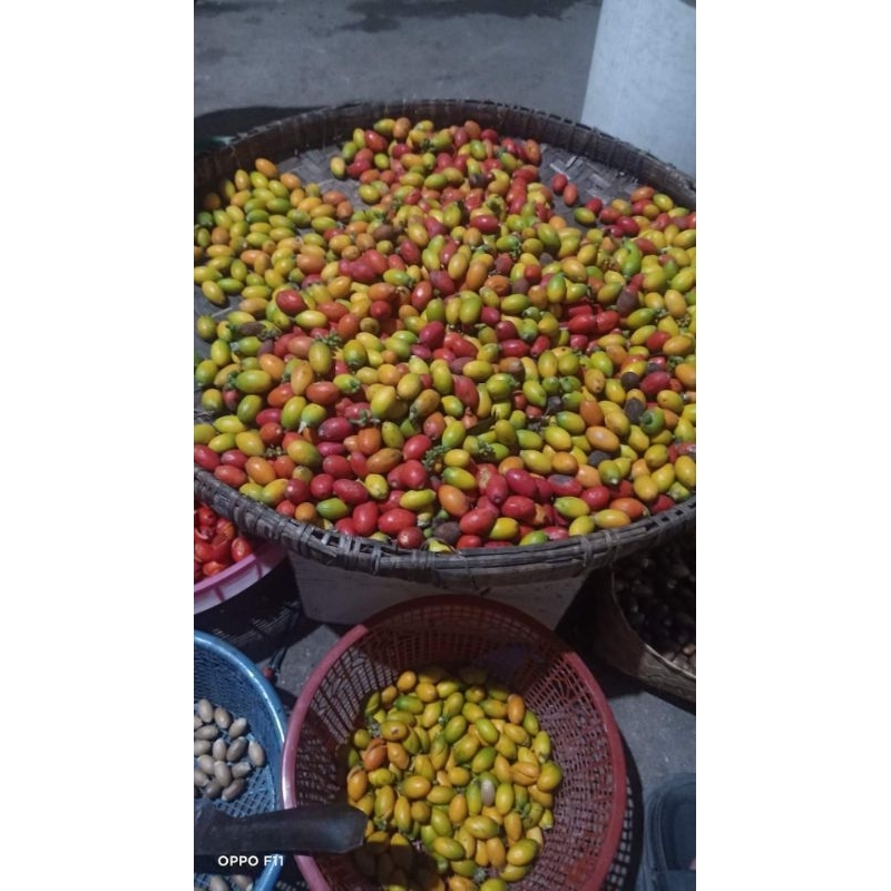Jual Biji melinjo segar/ melinjo mentah | Shopee Indonesia