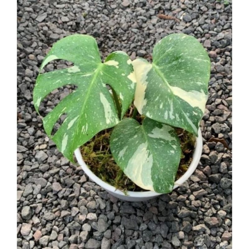 Jual Monstera Varigata Mint!! | Shopee Indonesia