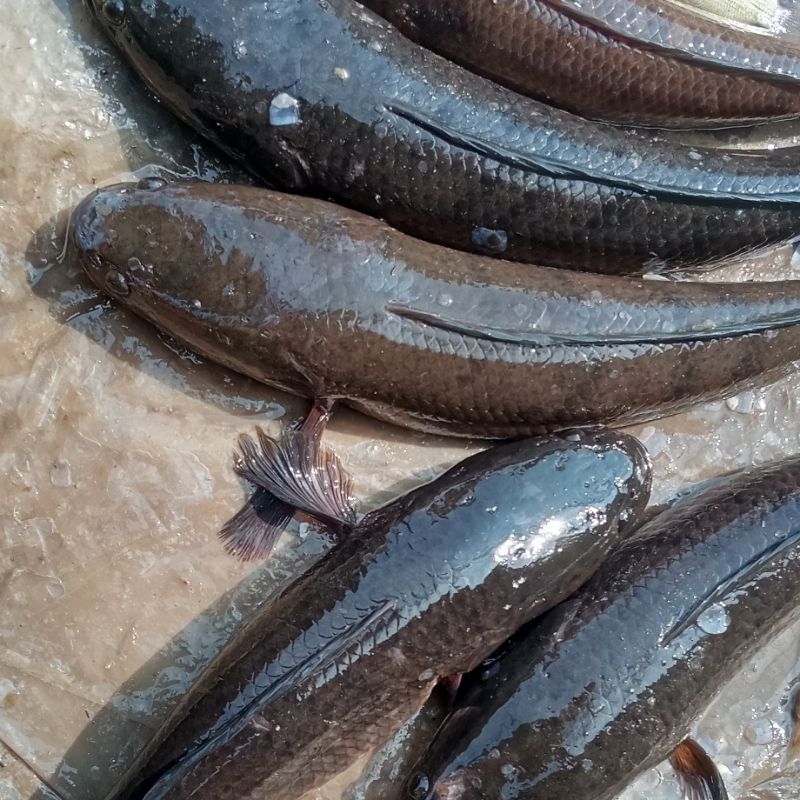 Jual ikan gabus sungai hidup 1 kg (free dibersihkan) sesuai request ...