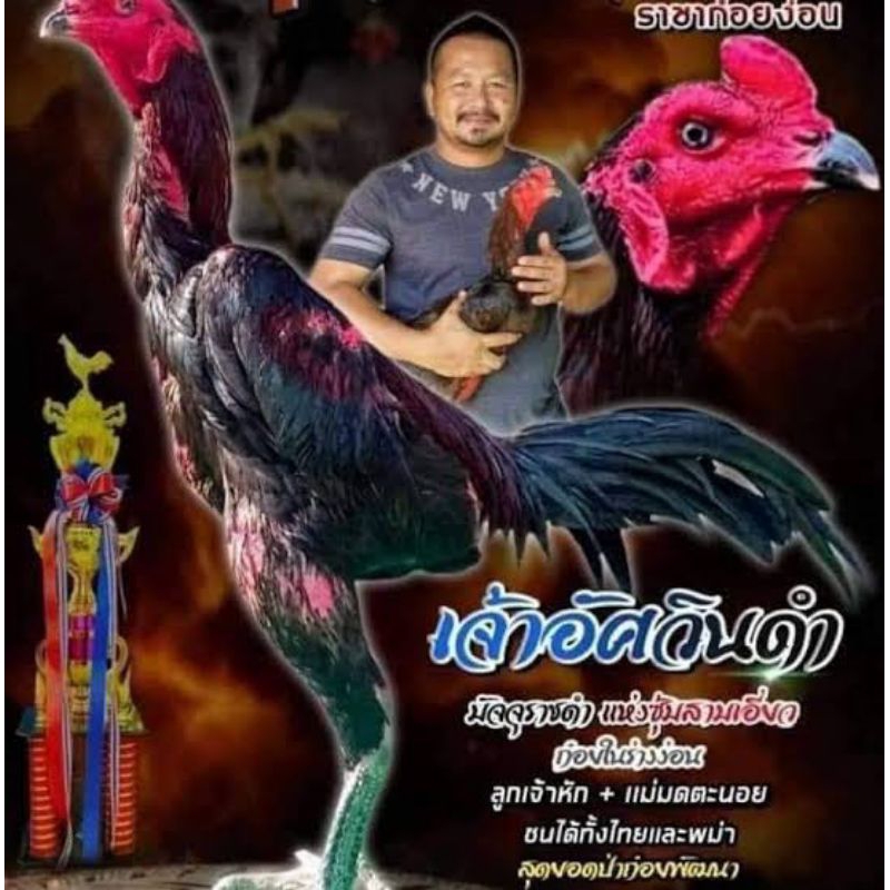 Jual Telur fertil ayam pakhoy full brakot brutal / COD | Shopee Indonesia