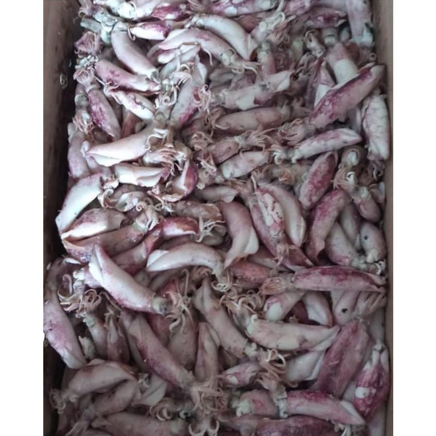 Jual Cumi sotong kering murah / ikan asin | Shopee Indonesia